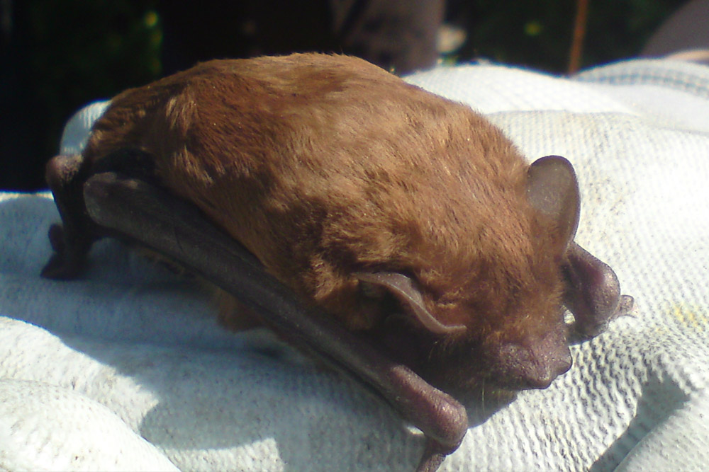 Bat Survey – Preliminary Roost Assessment, Presence/Absence and Transect