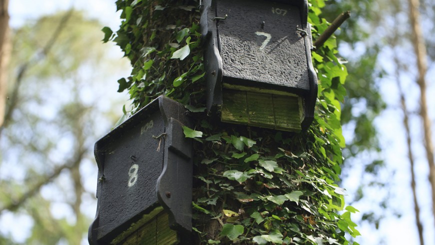 Bats – Crow Ecology – East Yorkshire based ecological consultancy company