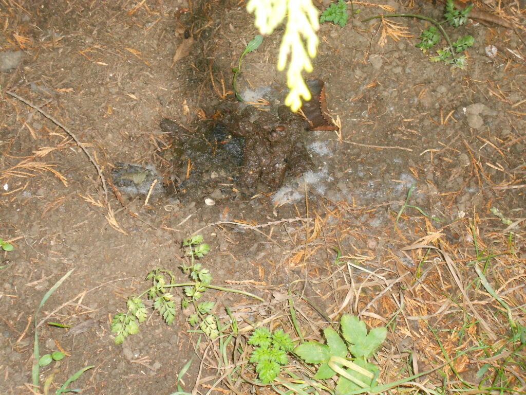 Badger Survey – Habitat & Sett assessment, Activity/Monitoring & Bait ...